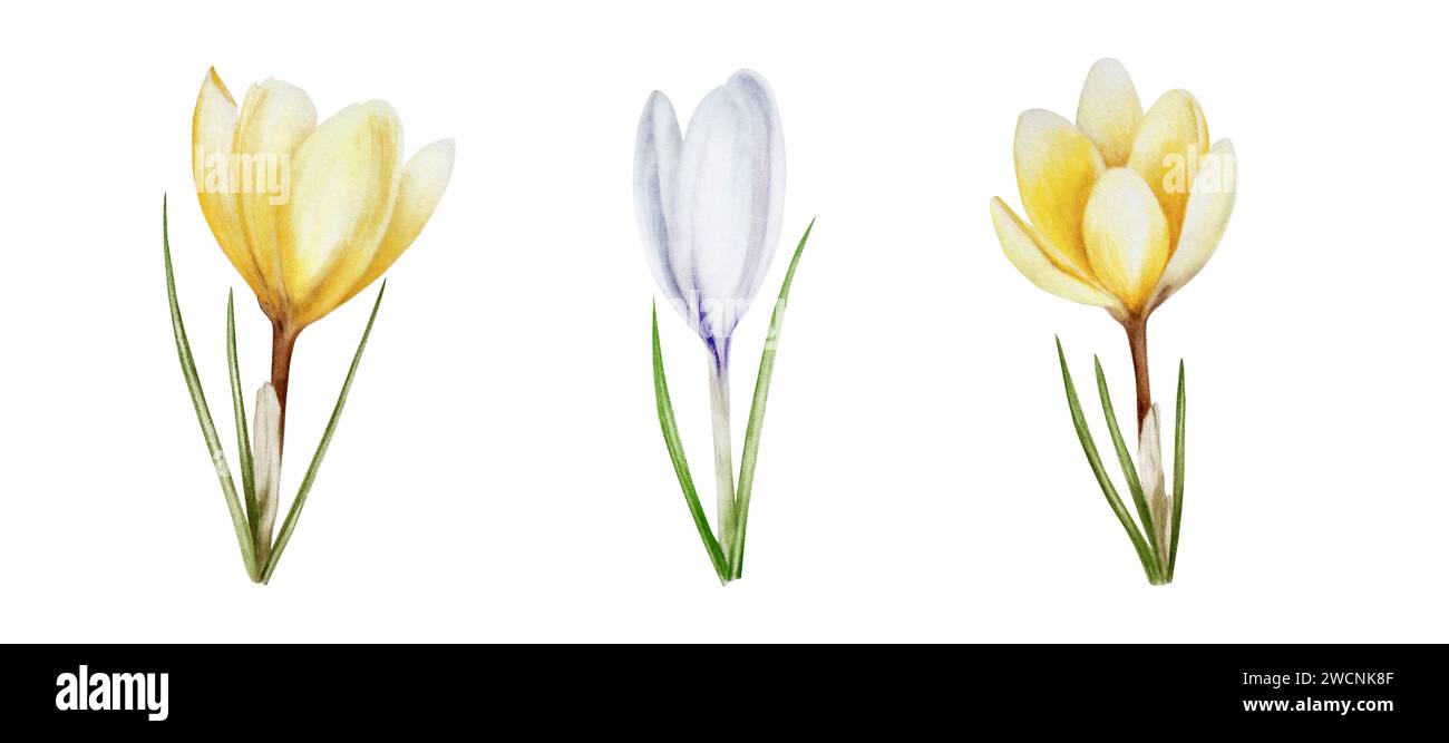 Watercolor set with yellow and white blooming crocus flower isolated on ...