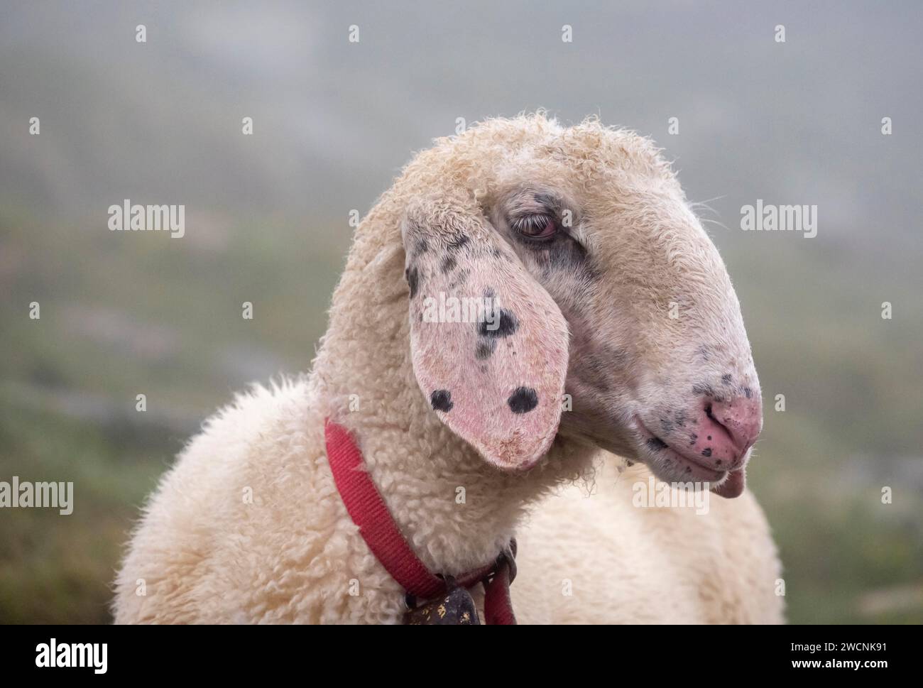 Zillertal alps nature park and animal hi-res stock photography and ...