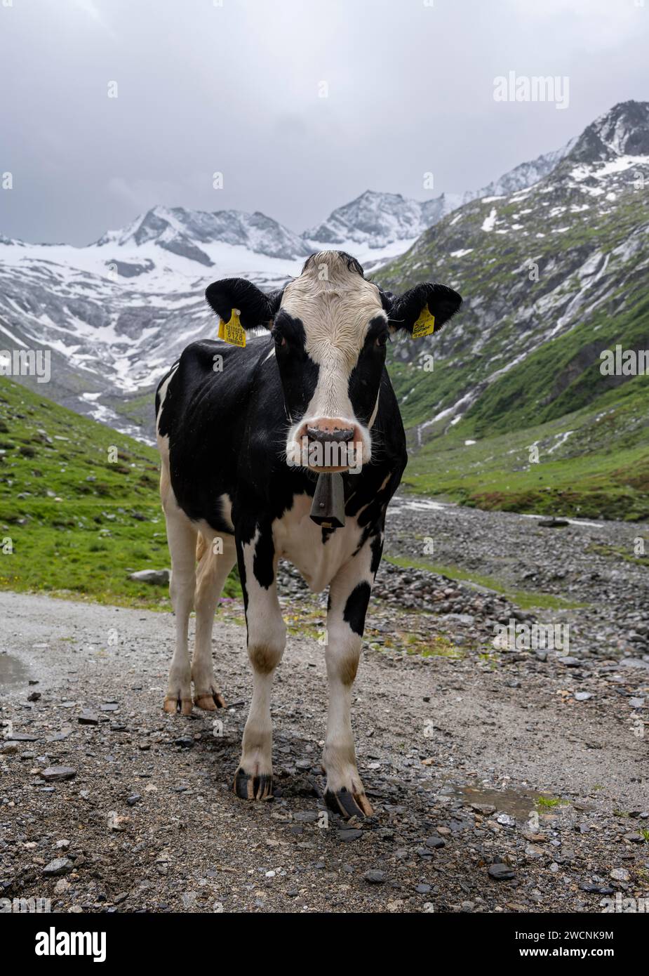 Black and white spotted cow on the alpine meadow, valley of the ...