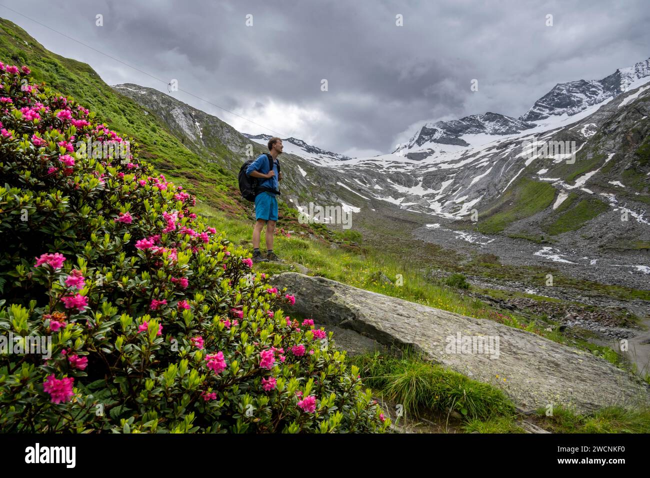 Mountaineers on a hiking trail between blooming alpine roses, view of ...
