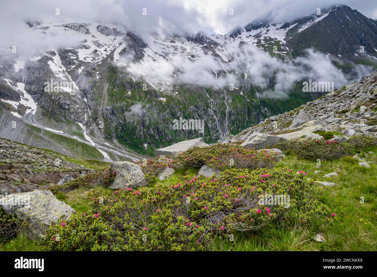Cloudy mountain landscape with blooming alpine roses, view of rocky and ...