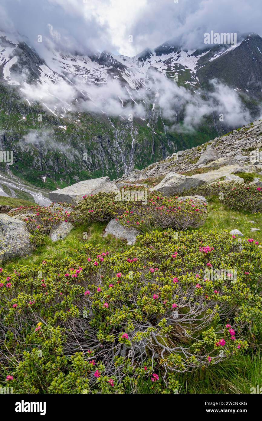 Cloudy mountain landscape with blooming alpine roses, view of rocky and ...