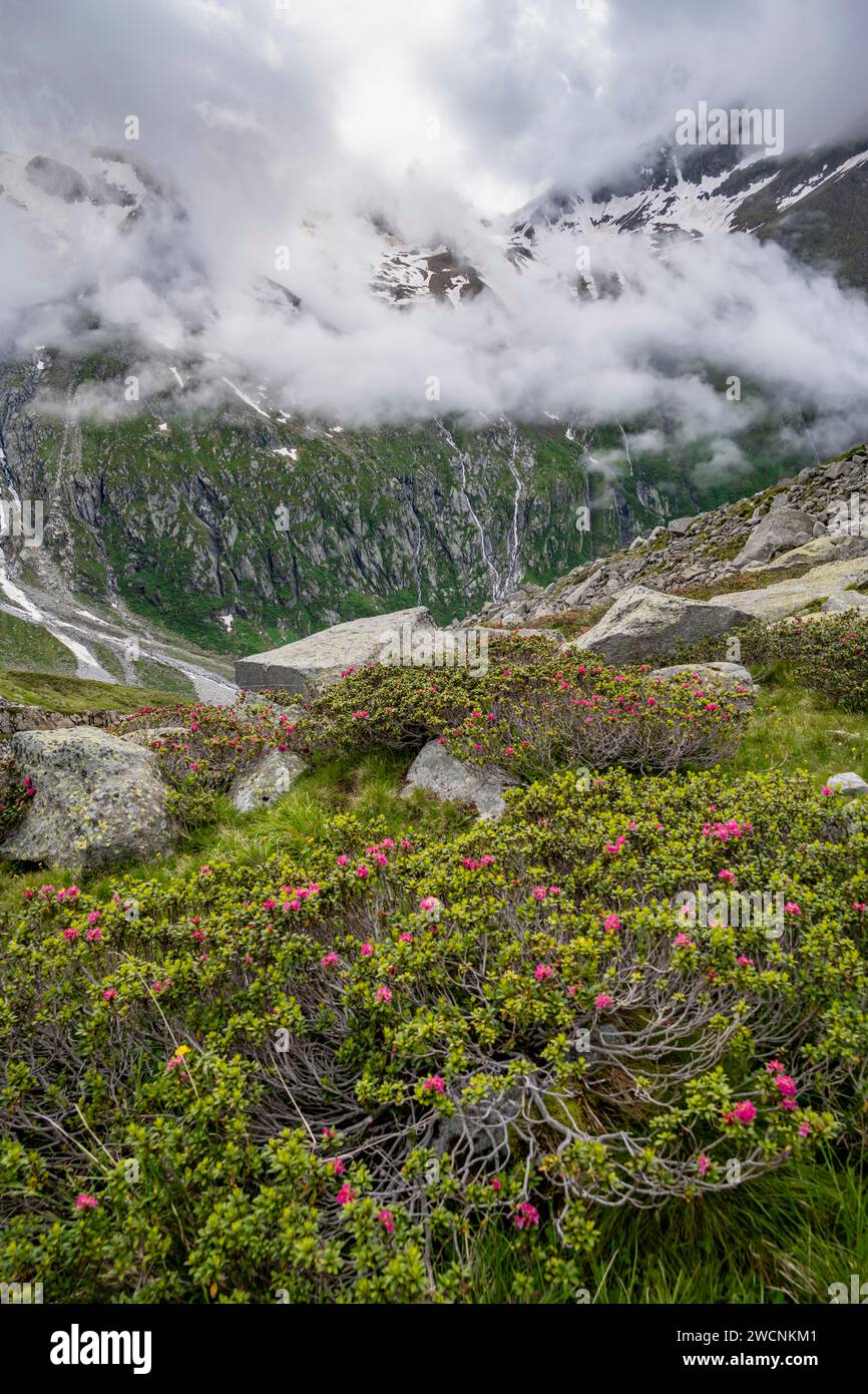Cloudy mountain landscape with blooming alpine roses, view of rocky and ...