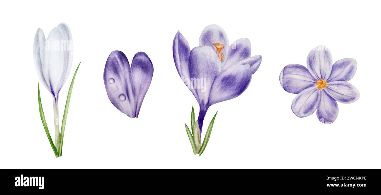 Watercolor white and purple blooming crocus flower isolated on white ...