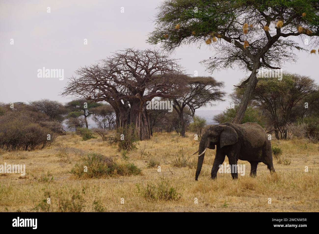 wild african elephants eating, savannah, baobab Stock Photo - Alamy