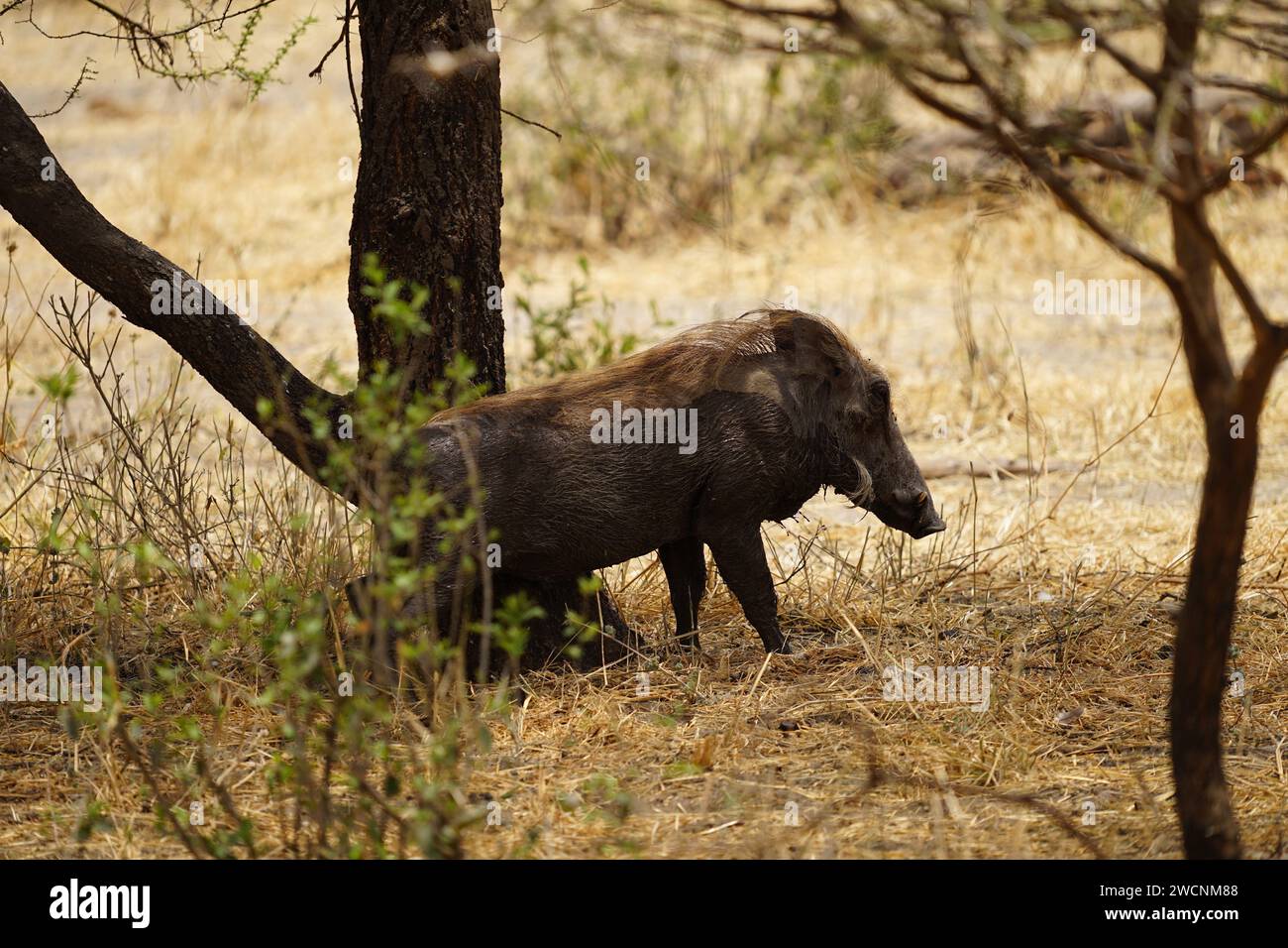 African skin scratching hi-res stock photography and images - Alamy