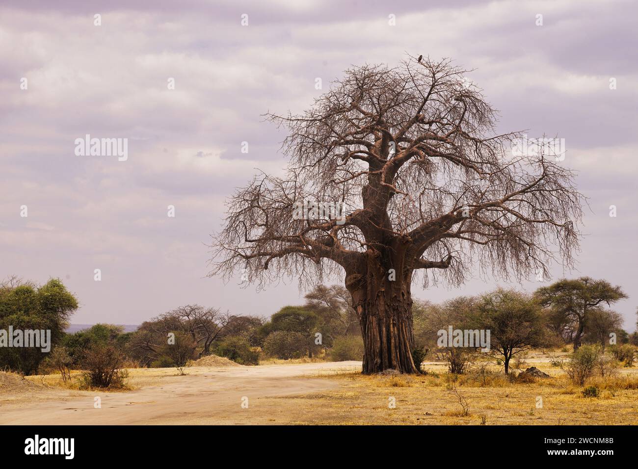 baobab tree, african savannah, landscape Stock Photo - Alamy