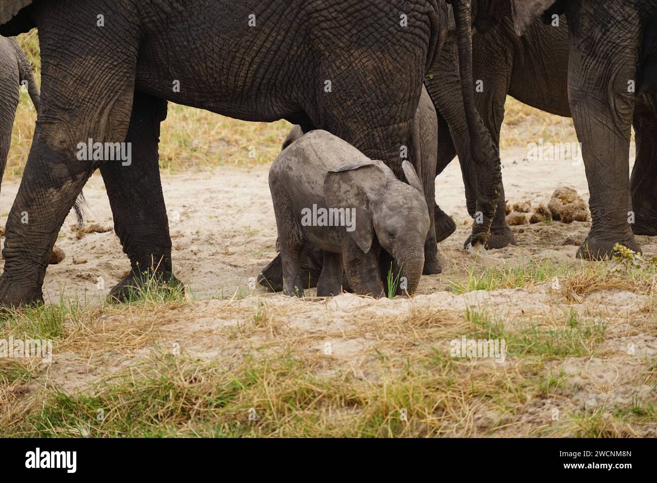 wild african elephants eating, savannah, baby Stock Photo - Alamy