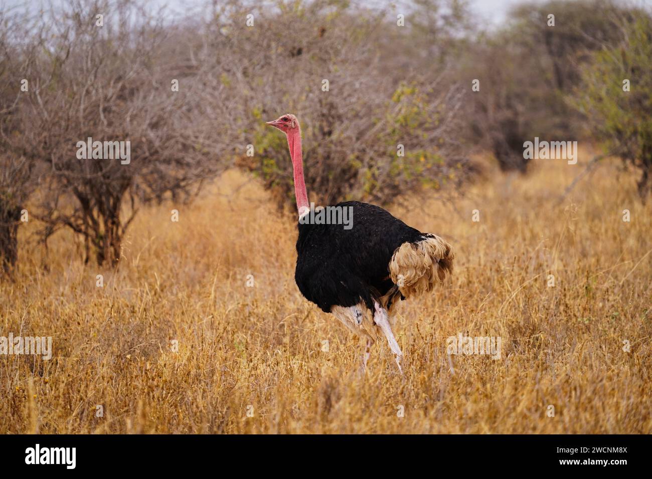 male ostrich bird walking in african savannah Stock Photo - Alamy