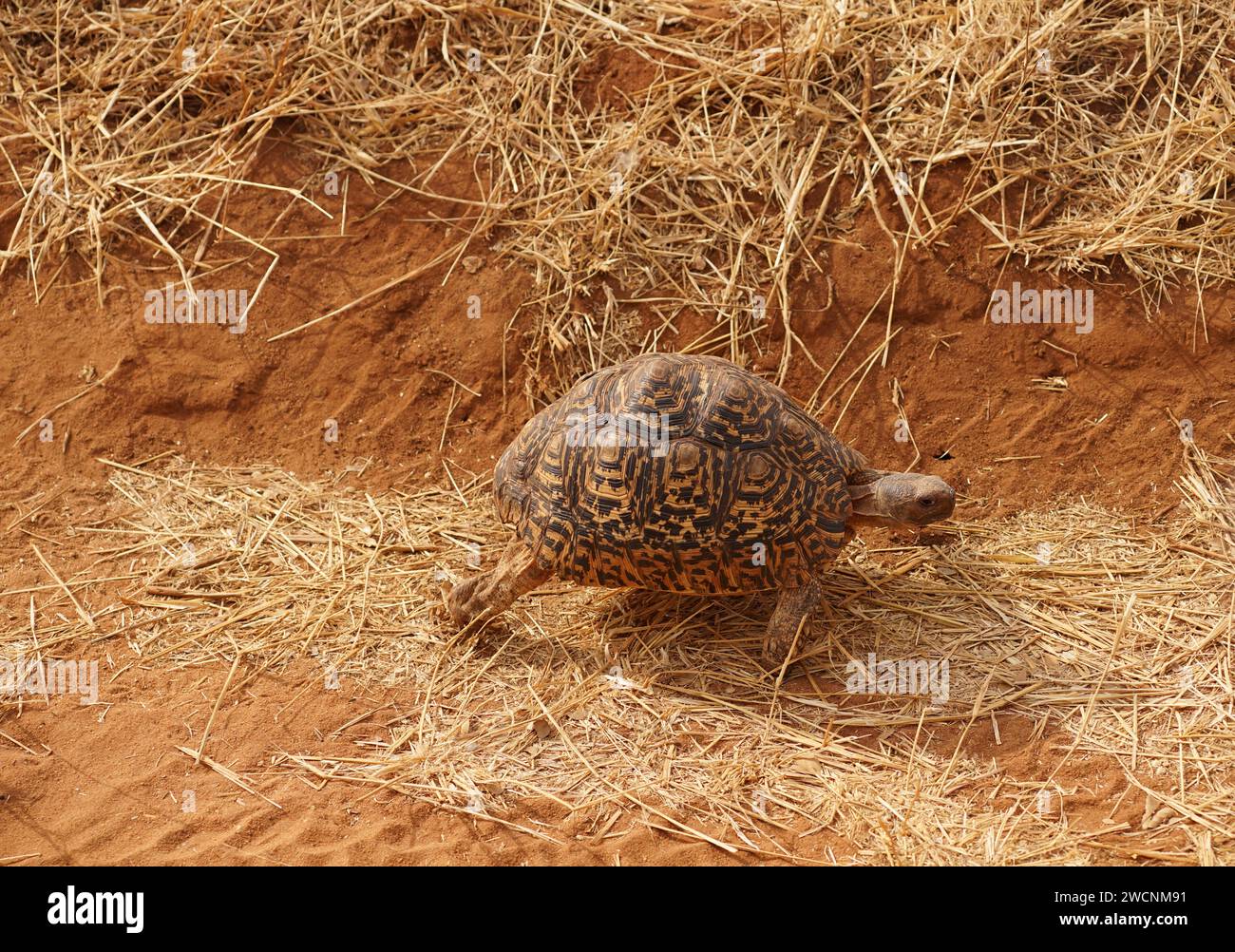 turtle walking on grassy red soil Stock Photo - Alamy