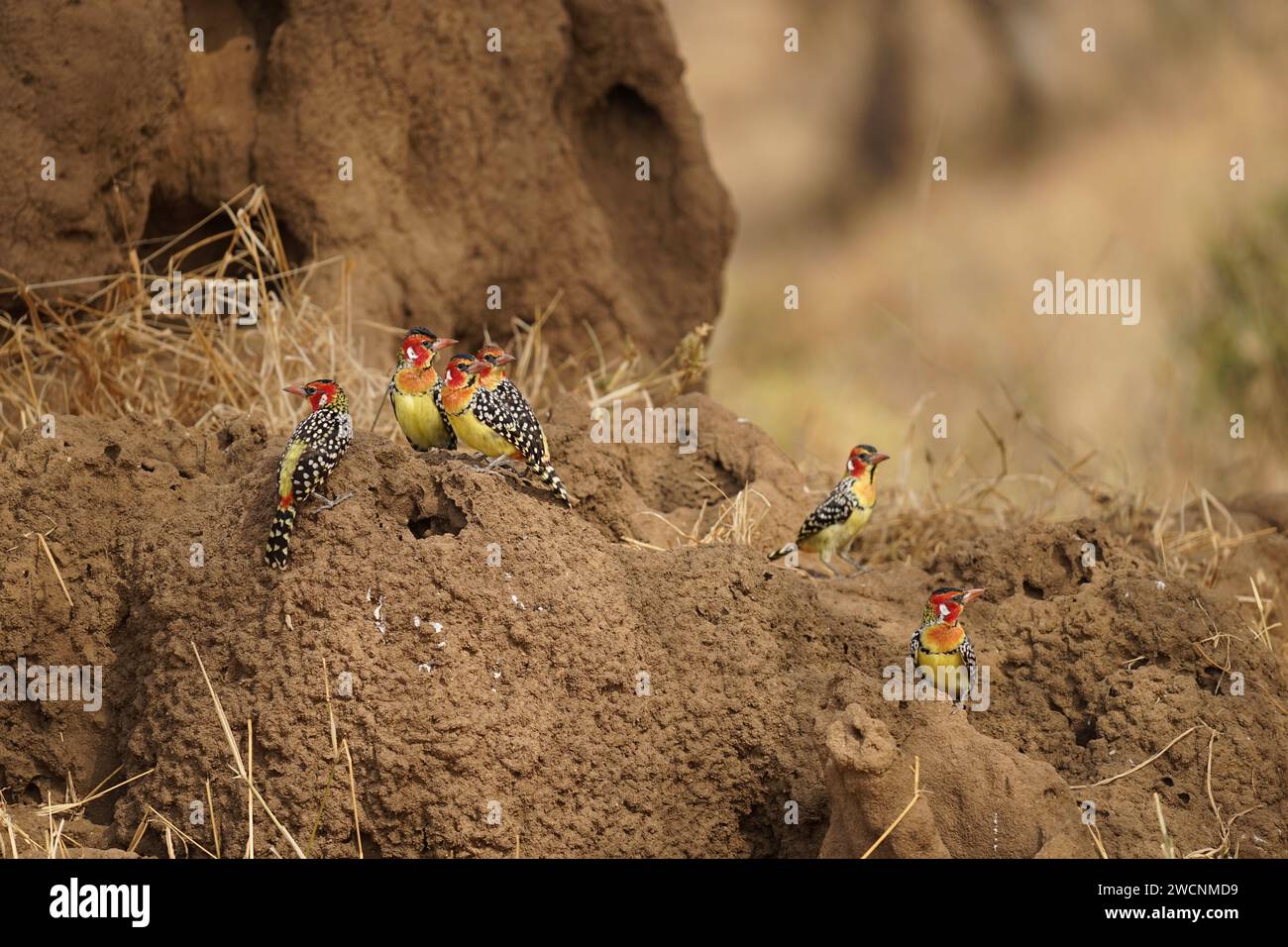 colorful bee-eaters on termite mound Stock Photo - Alamy