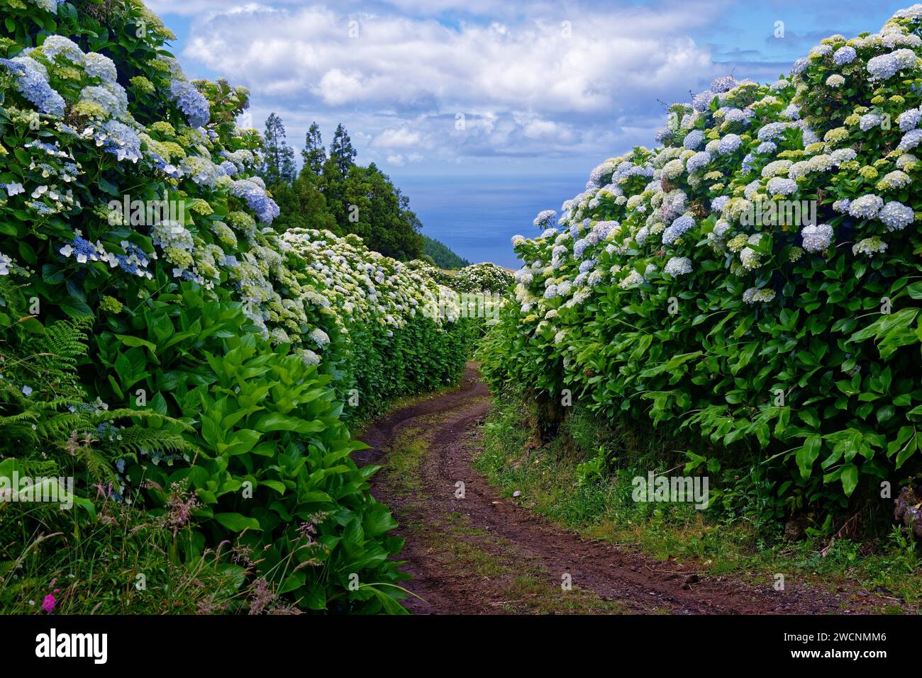 A natural path leads through a tunnel of flowering hydrangea bushes ...