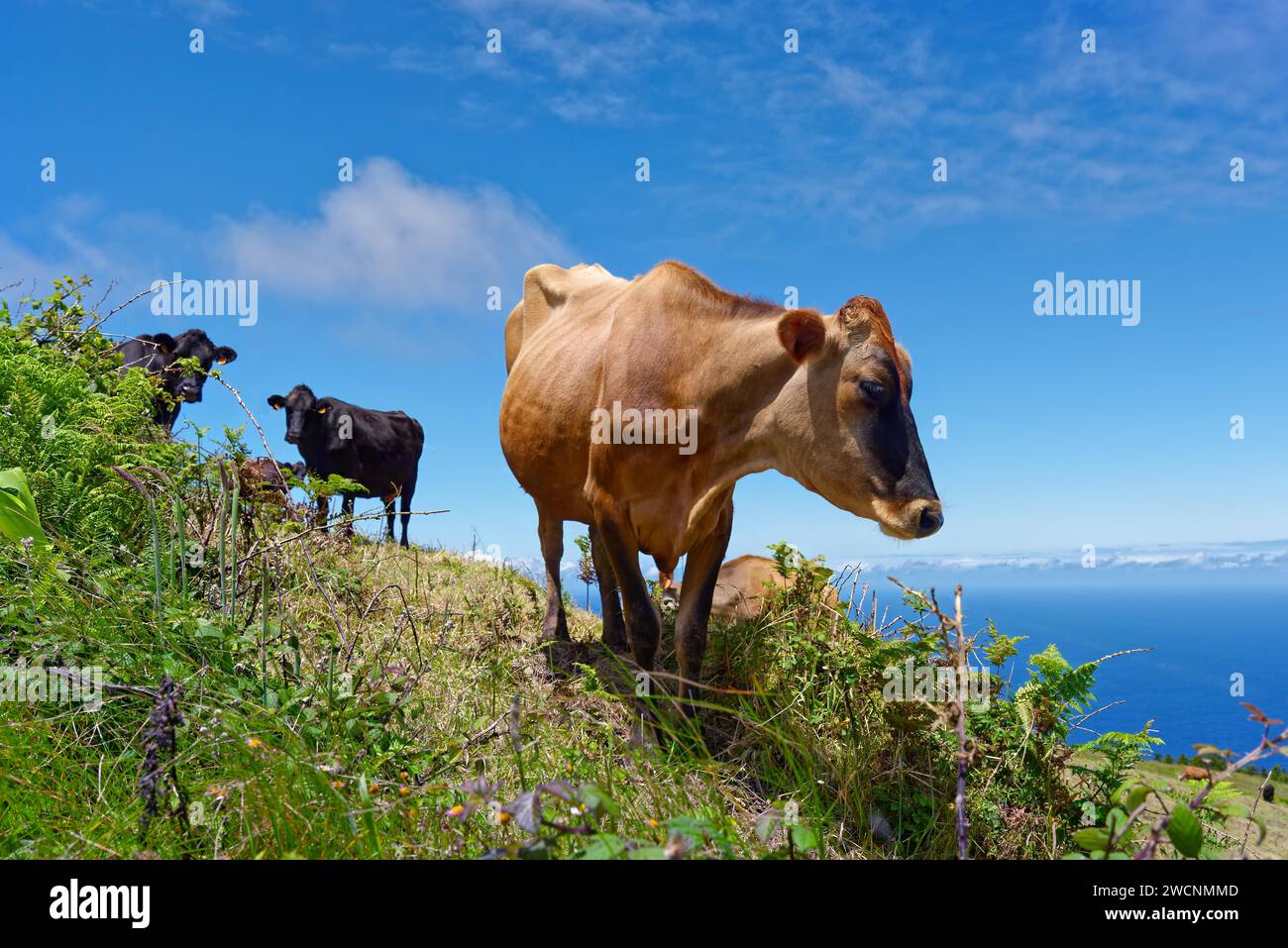 Cow on the crater rim and lake Lagoa Azul on a lush green meadow under ...
