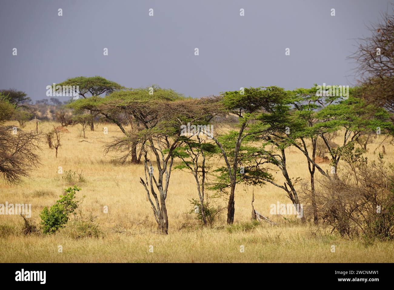 African bushland hi-res stock photography and images - Alamy