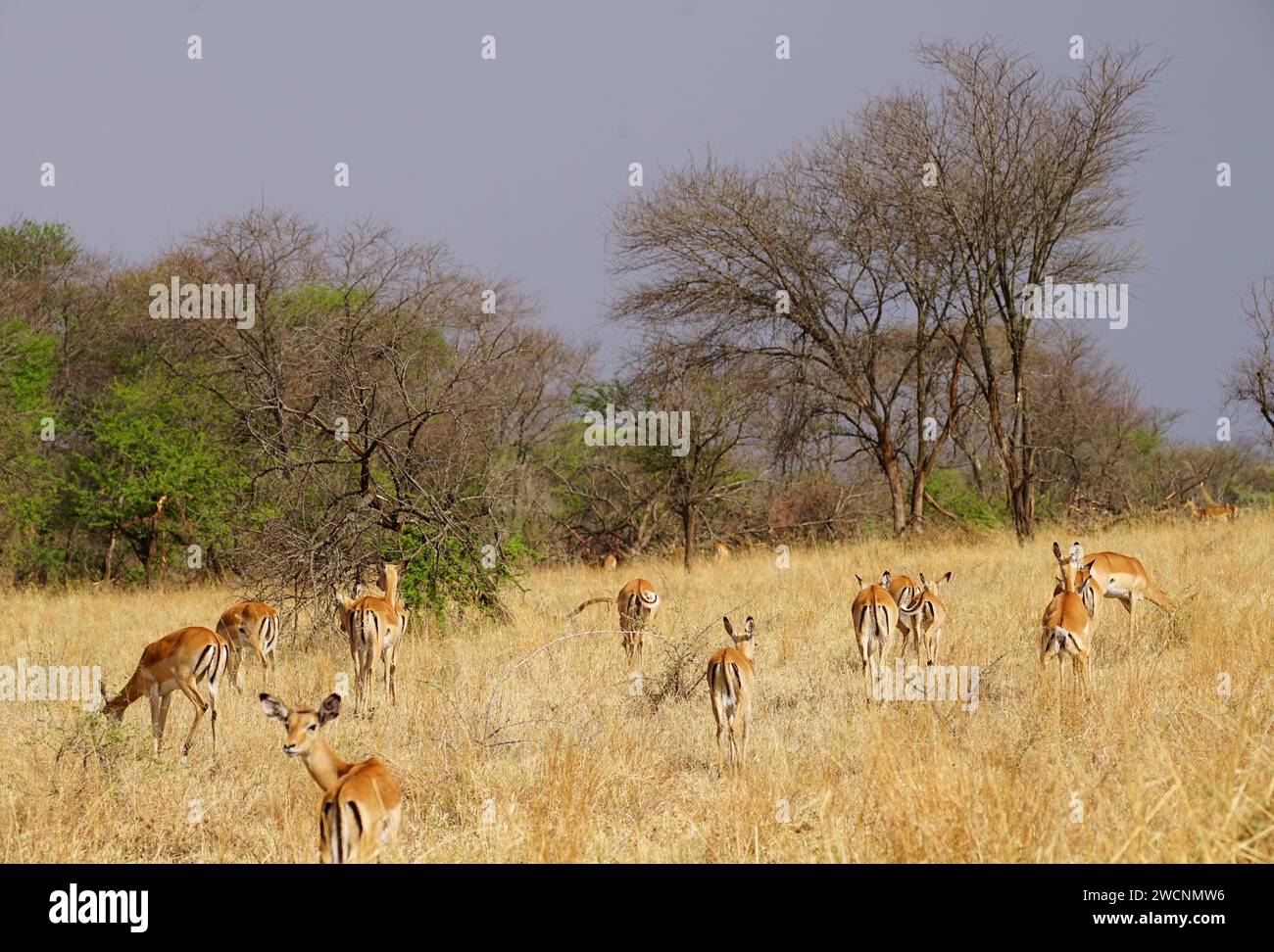 Zimbabwe antelopes hi-res stock photography and images - Alamy