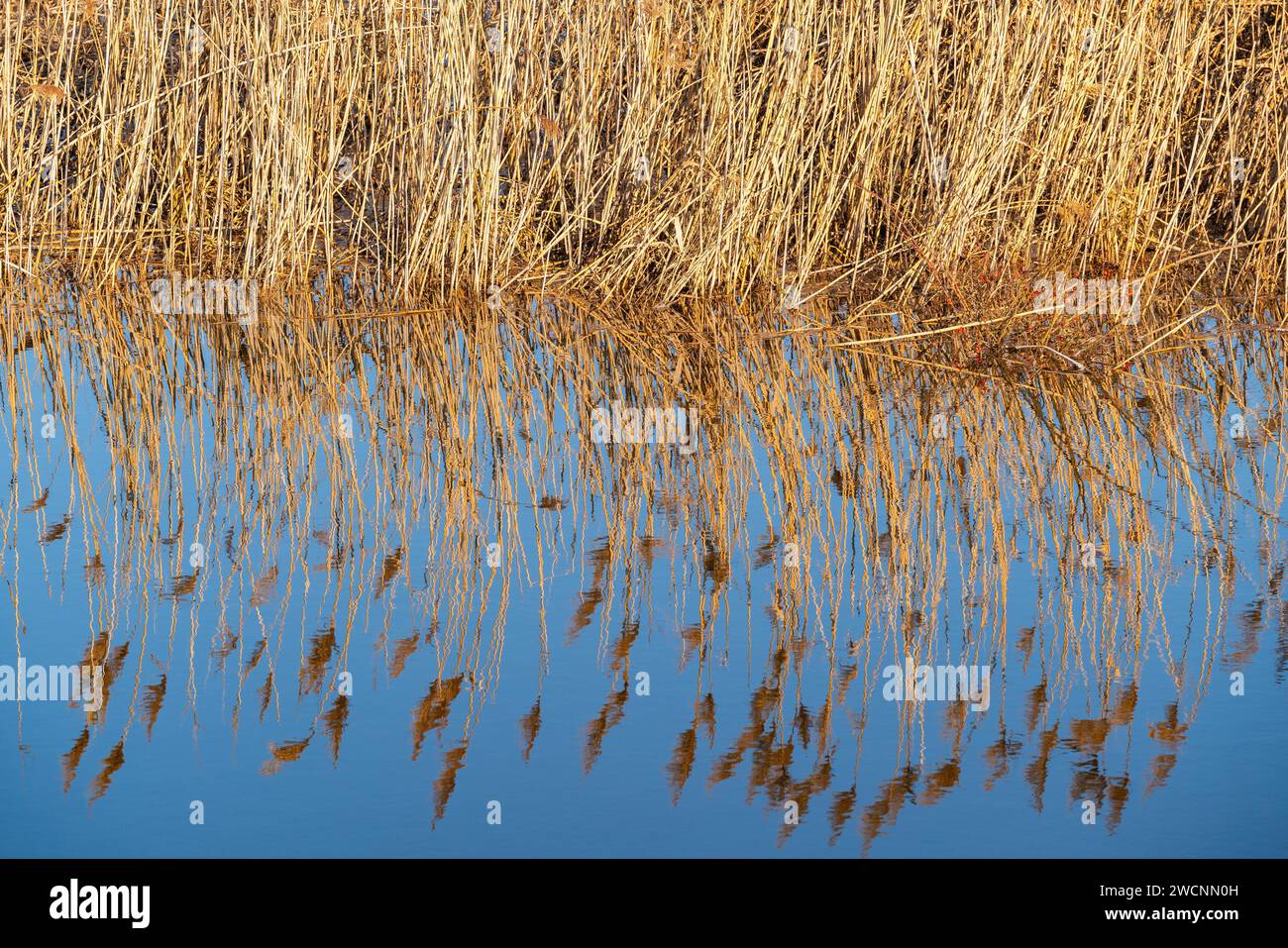 Reeds reflected in the water in the floodplain along the Oder river ...