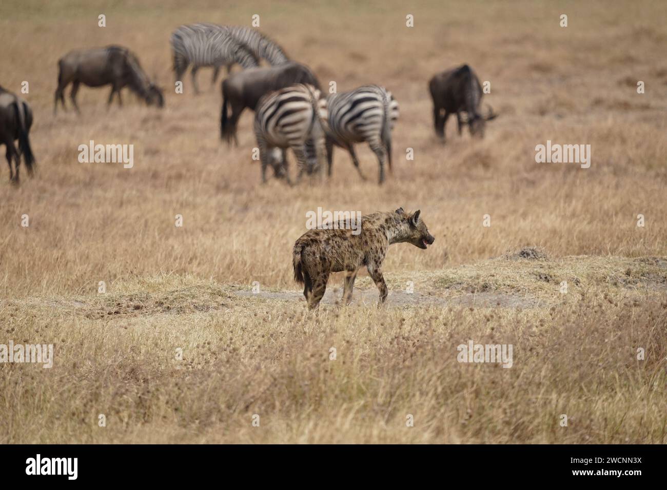 Hyena wildlife zebra hi-res stock photography and images - Alamy