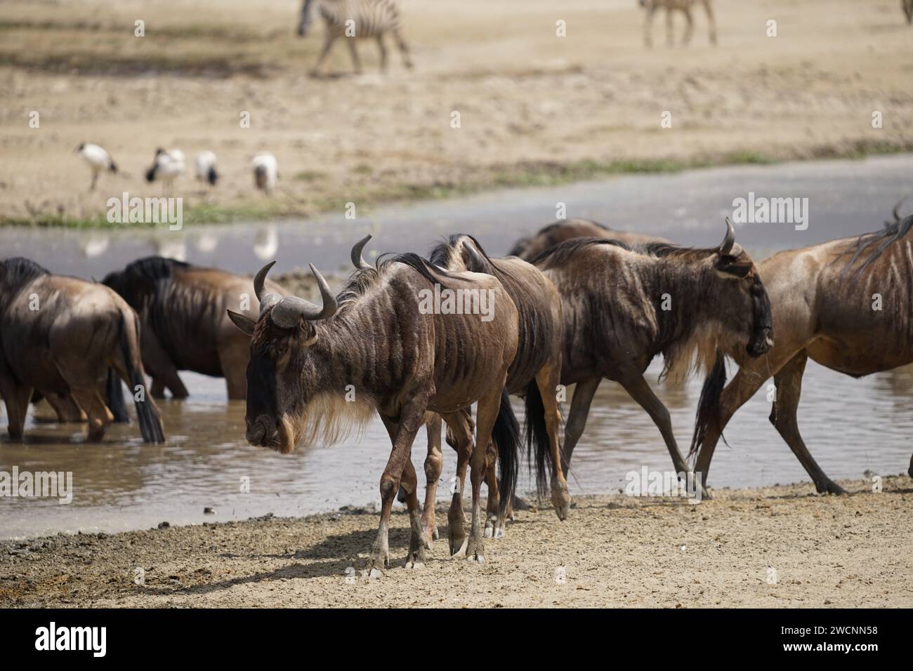 herd of gnus at water hole drinking Stock Photo - Alamy