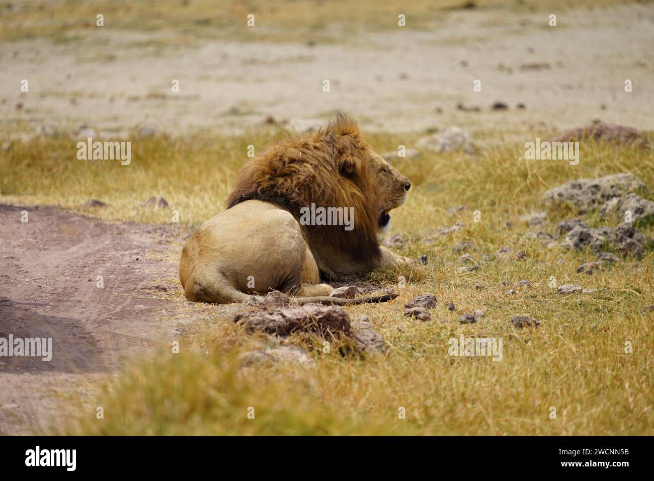 lion male, head, mane, full body, side profile Stock Photo - Alamy