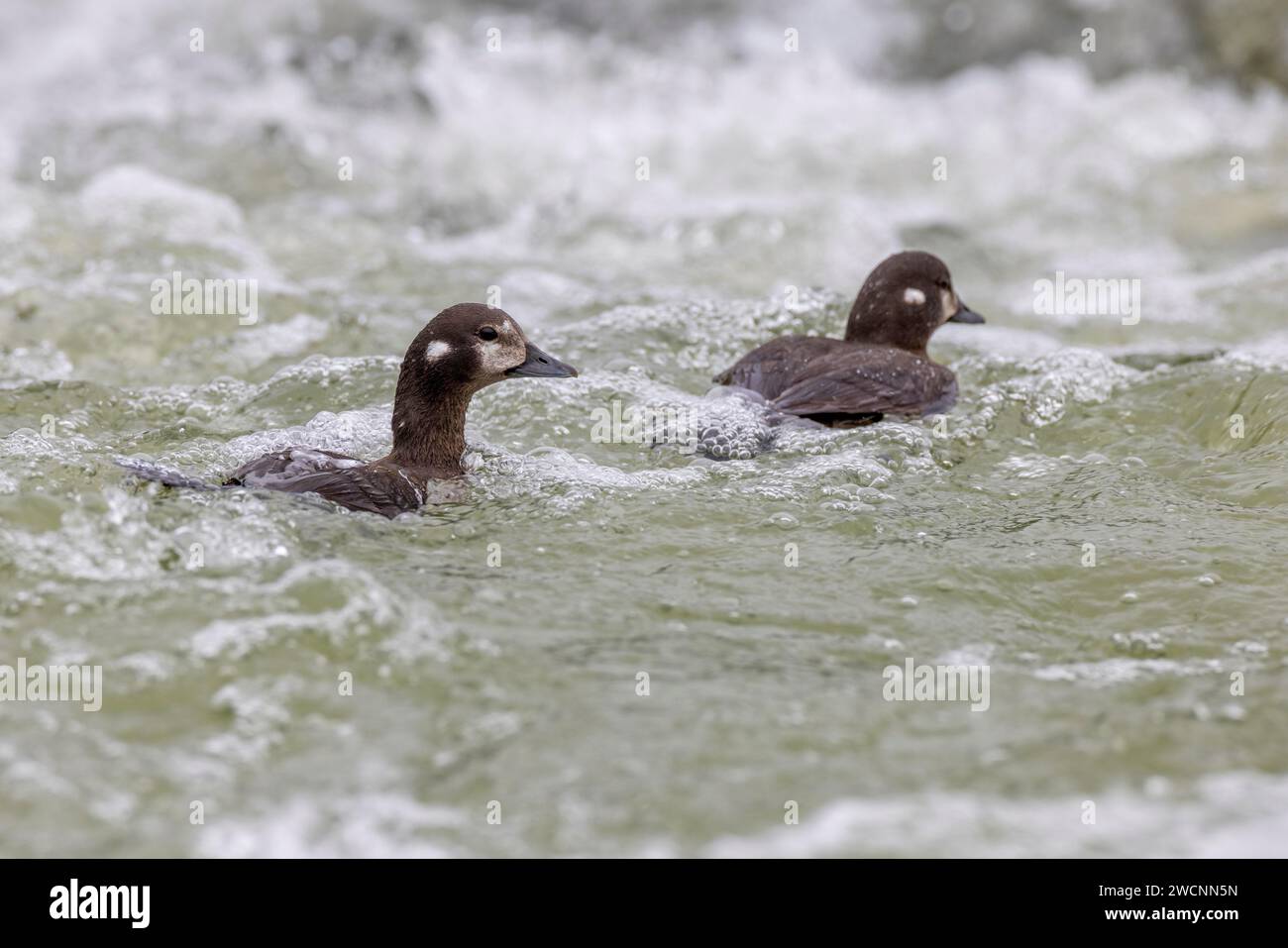 Harlequin duck (Histrionicus histrionicus), female, 2 specimens ...