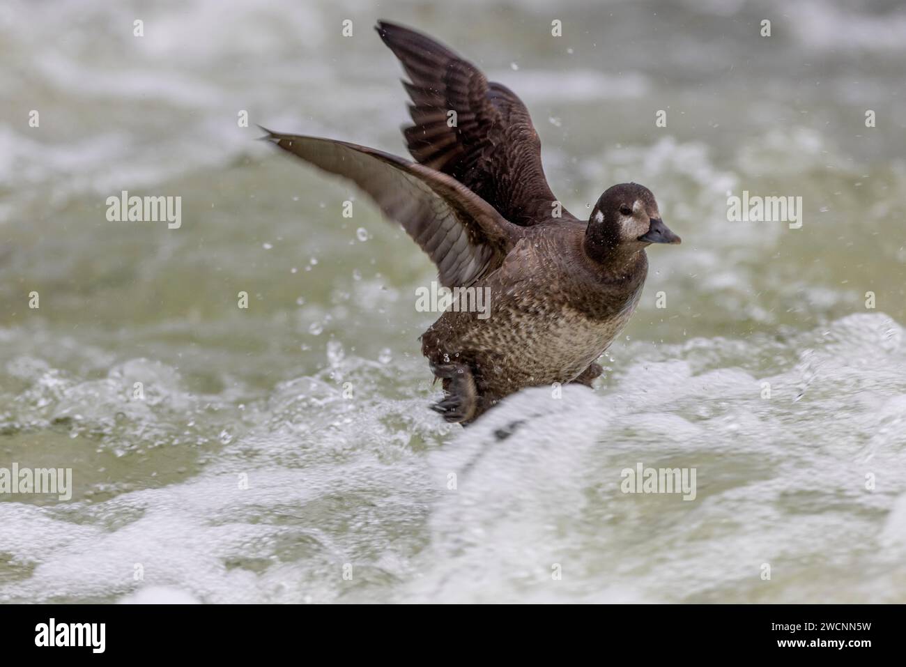 Harlequin duck (Histrionicus histrionicus), female, swimming in the ...