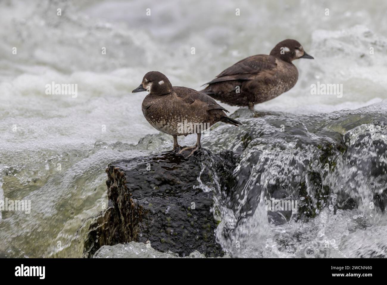 Harlequin duck (Histrionicus histrionicus), female, 2 specimens, on a ...