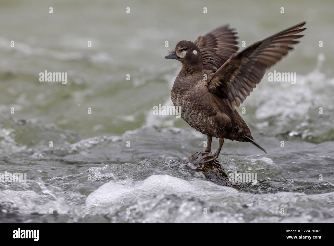 Harlequin duck (Histrionicus histrionicus), female, on a stone in a ...