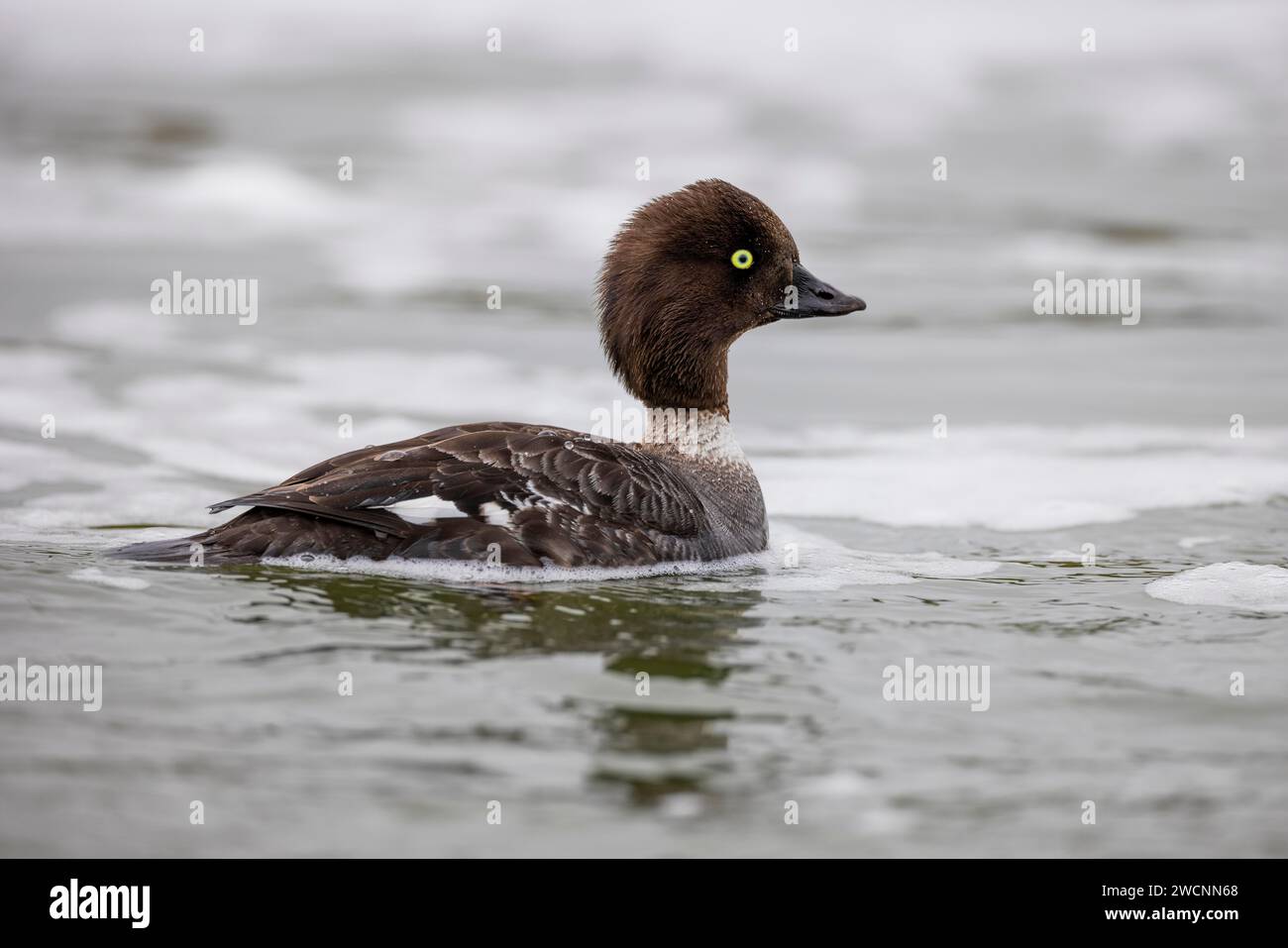 Barrow's goldeneye (Bucephala islandica), female, Laxa River, Lake ...