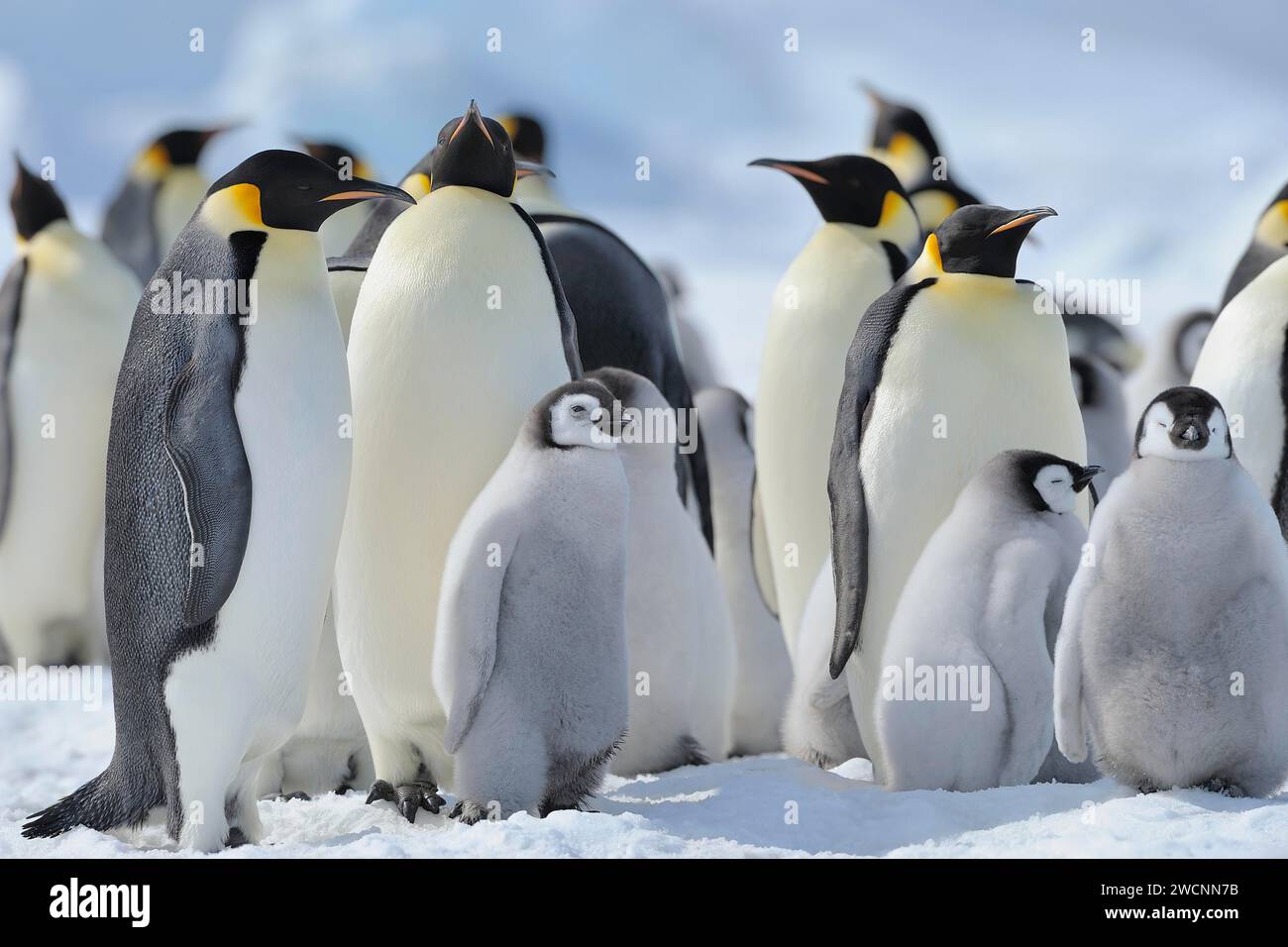Emperor Penguin Colony Antarctica Hi Res Stock Photography And Images
