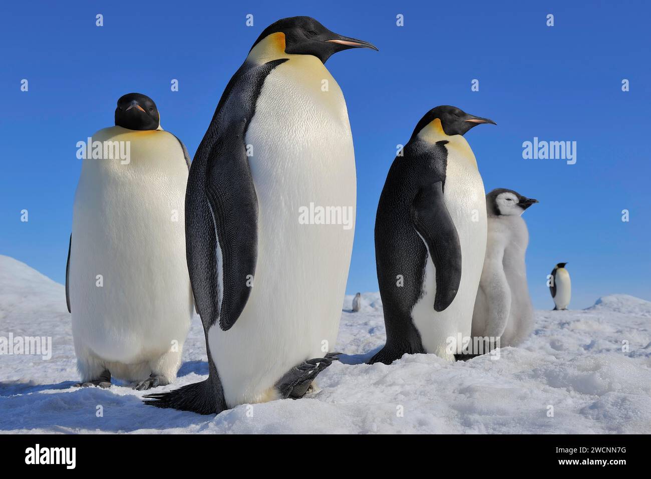 Emperor penguins, Aptenodytes forsteri, Tree Adults with Chick, Snow ...