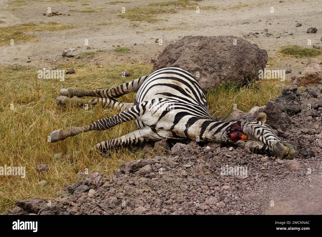 Dead zebra hi-res stock photography and images - Alamy