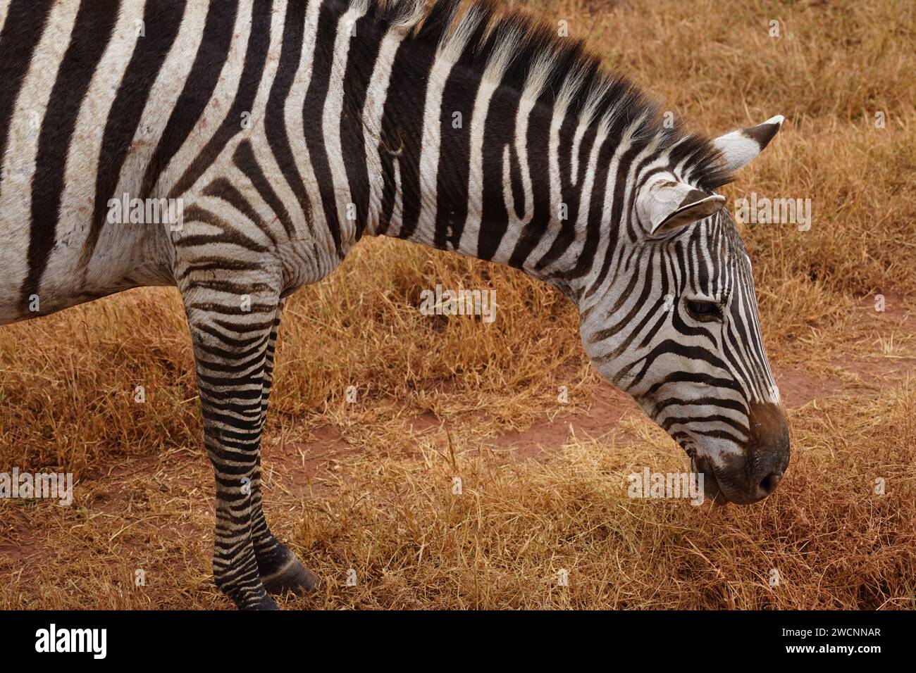 Half zebra hi-res stock photography and images - Alamy