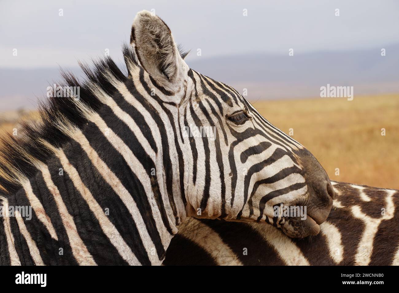 Golden head stripe hi-res stock photography and images - Alamy