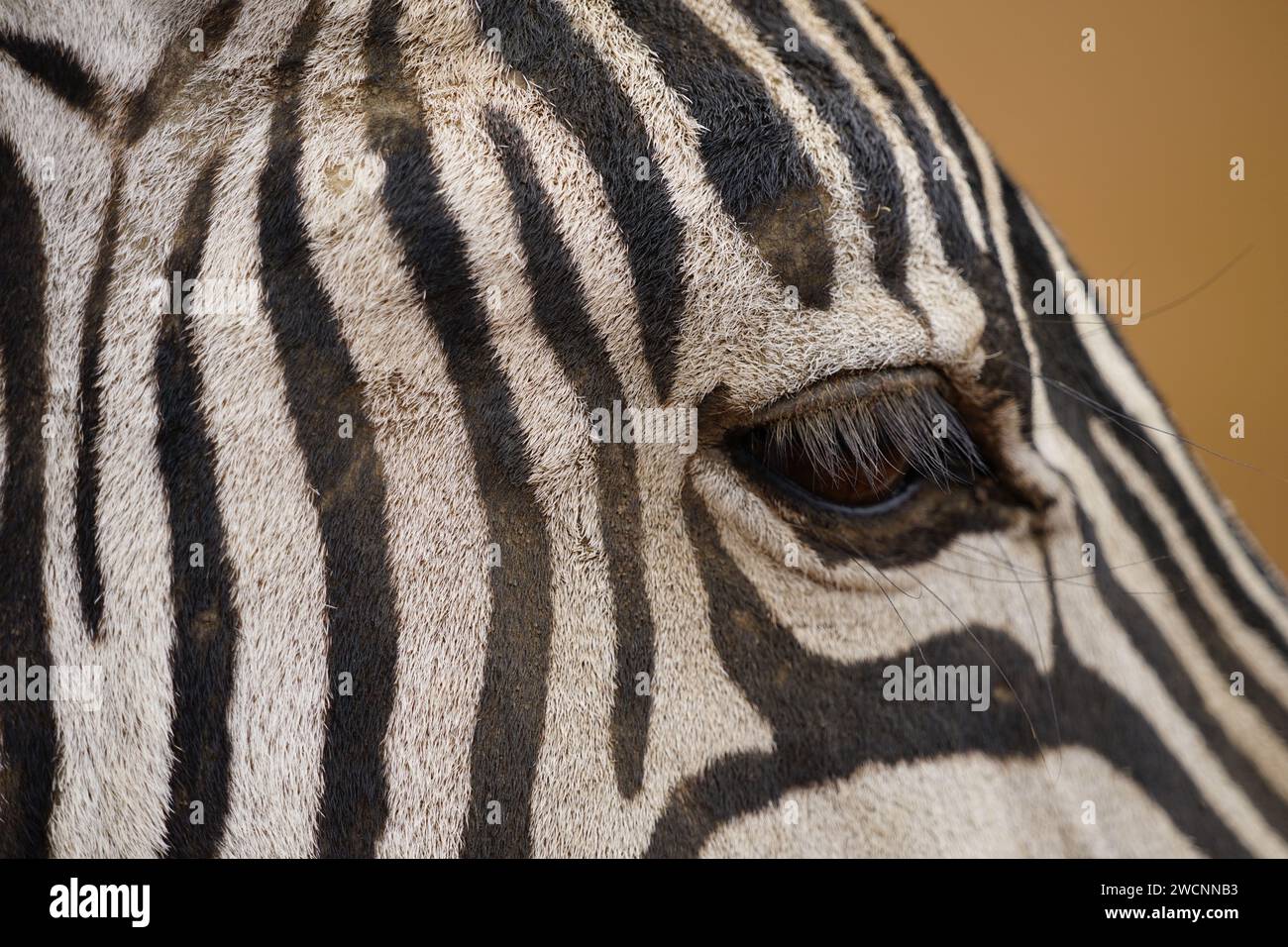 zebra eye, face, close up, landscape format Stock Photo - Alamy