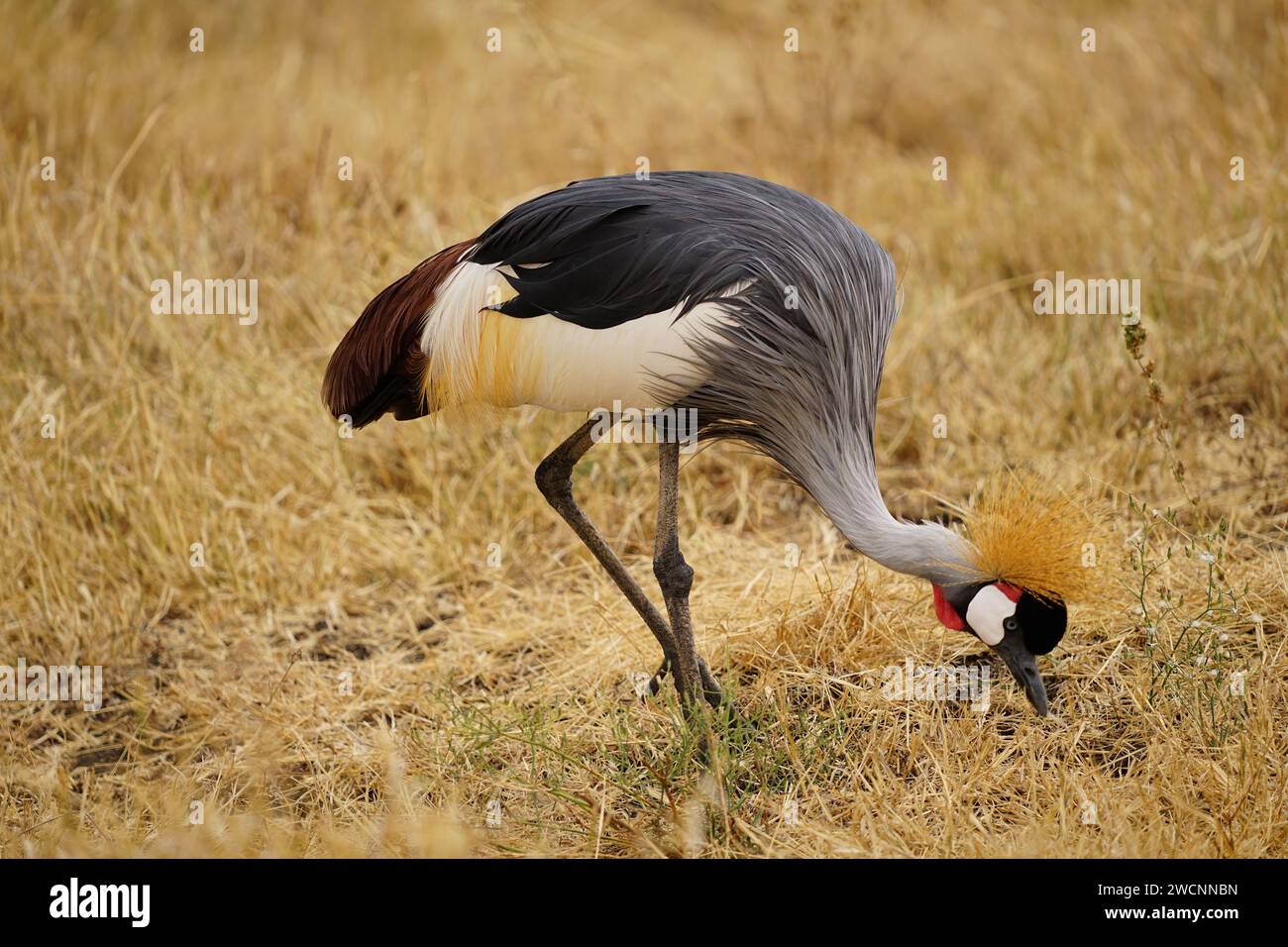 grey crowned crane, full body, side, close Stock Photo - Alamy