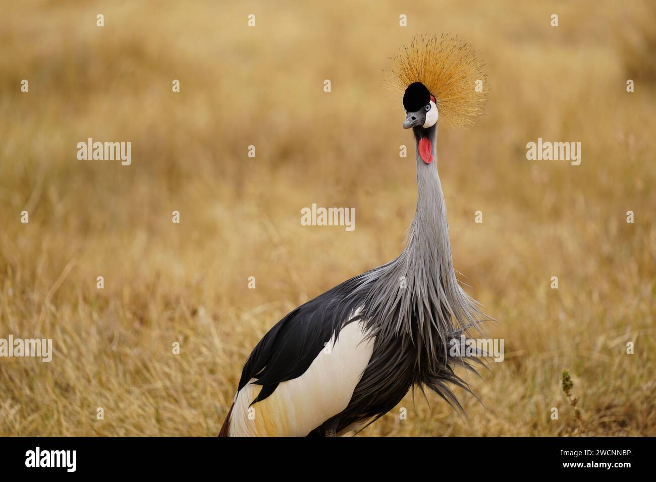 grey crowned crane, half body, frontal, close Stock Photo - Alamy