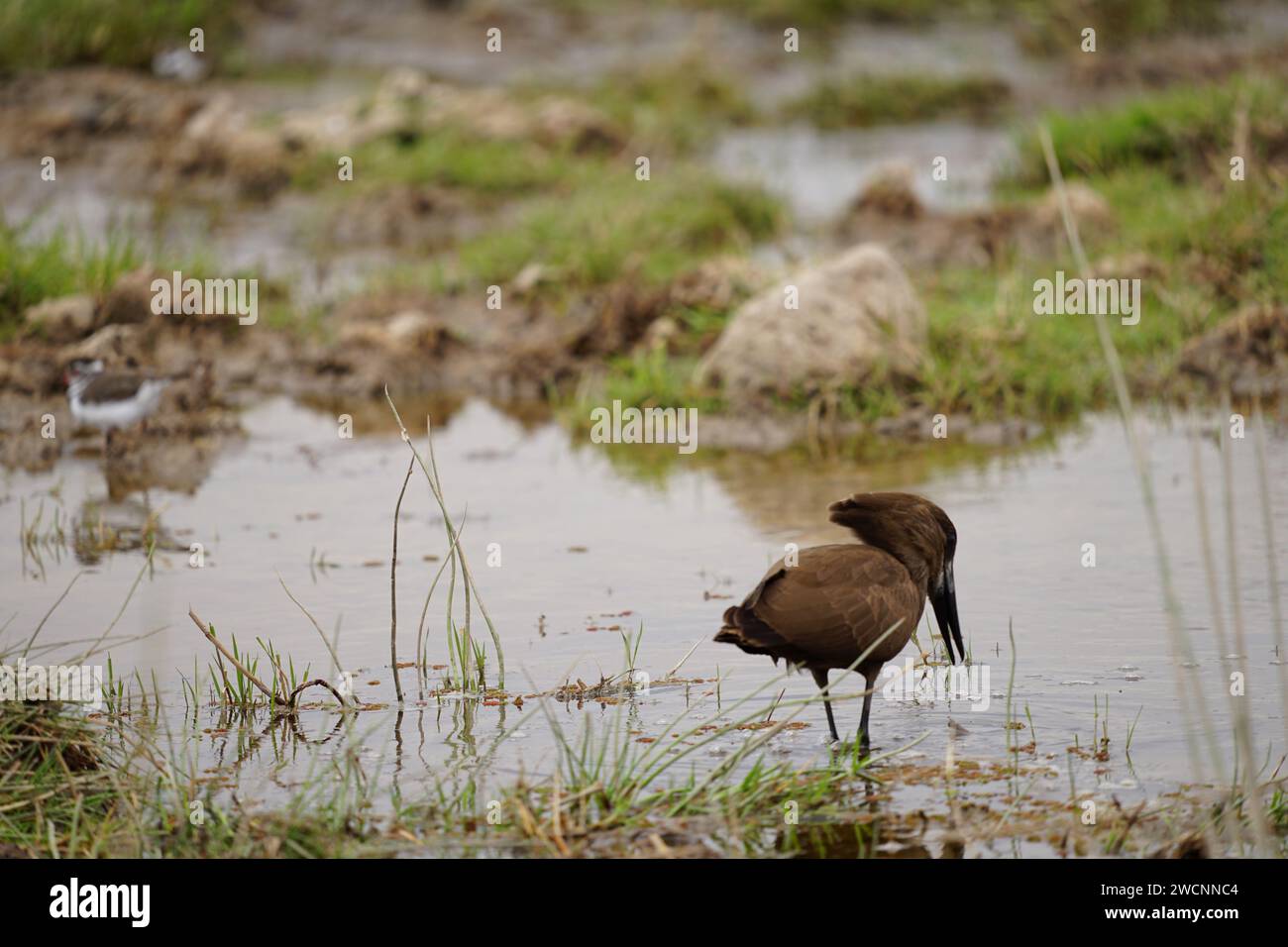 hammerhead bird in flat water, grass, stone Stock Photo - Alamy