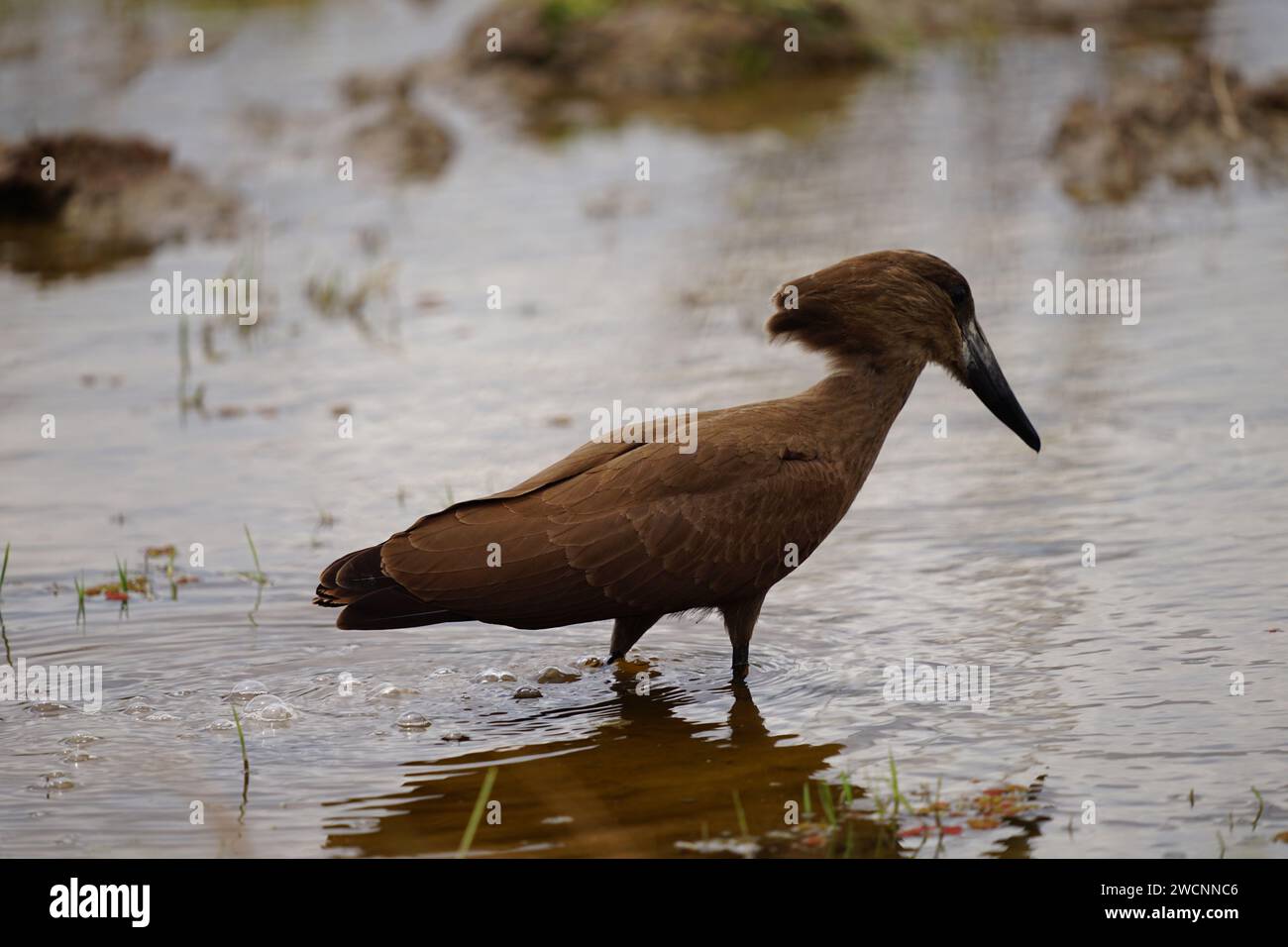 hammerhead bird in flat water Stock Photo - Alamy