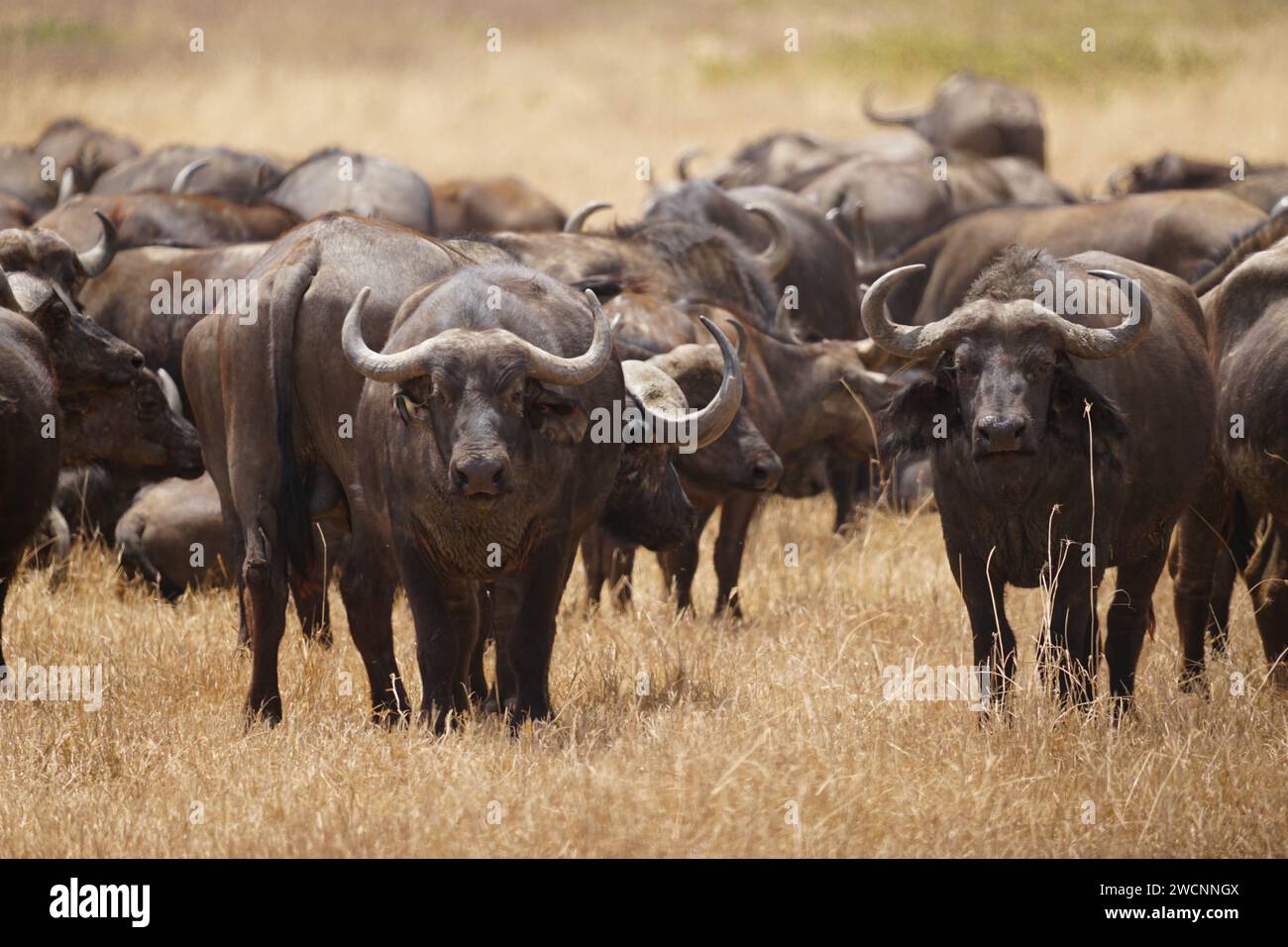 Grassland close hi-res stock photography and images - Alamy