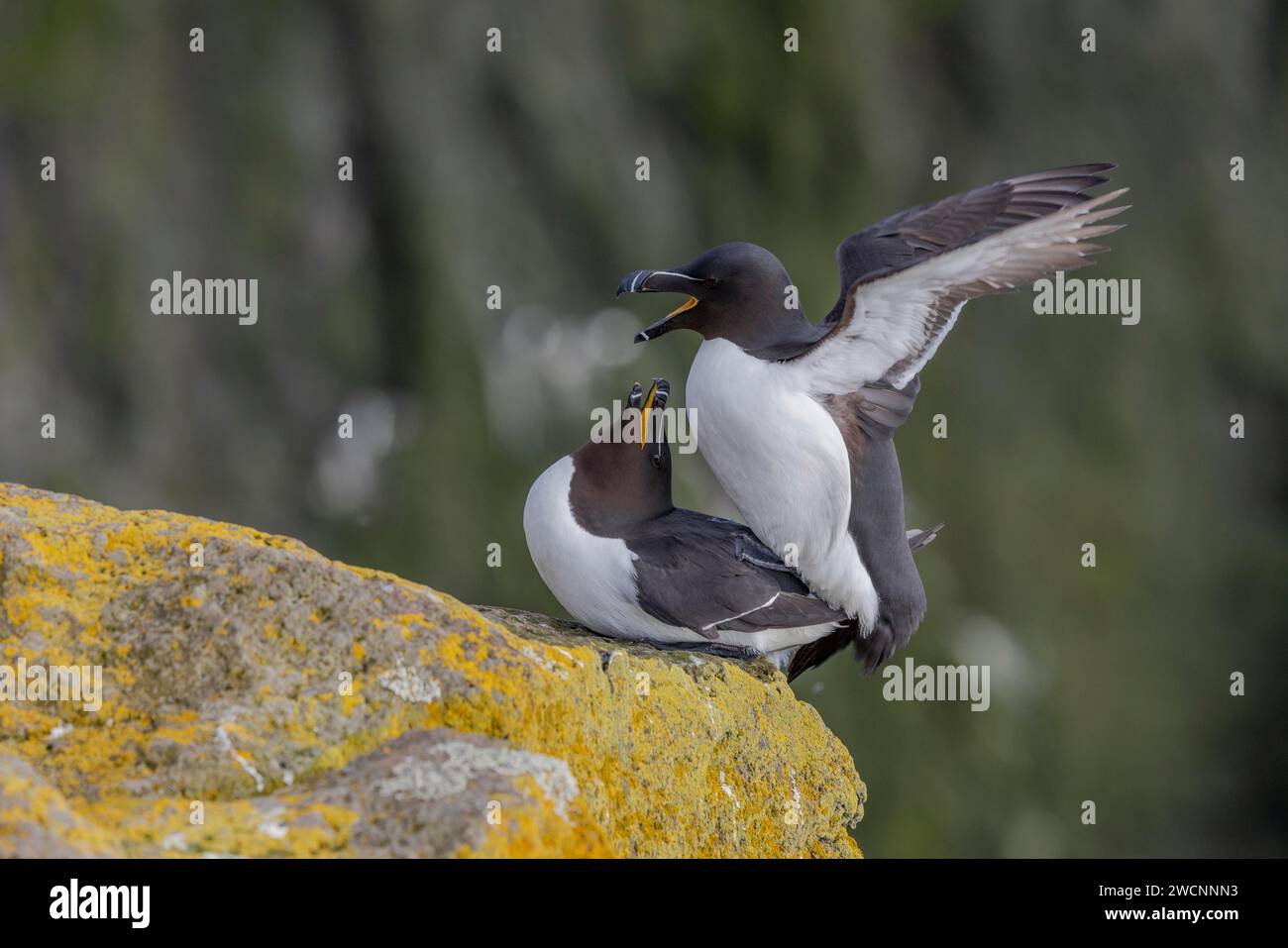 Razorbill (Alca torda), copulation, Latrabjarg, Westfjords, Iceland ...