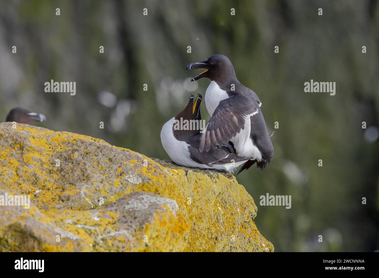 Razorbill (Alca torda), copulation, Latrabjarg, Westfjords, Iceland Stock Photo - Alamy