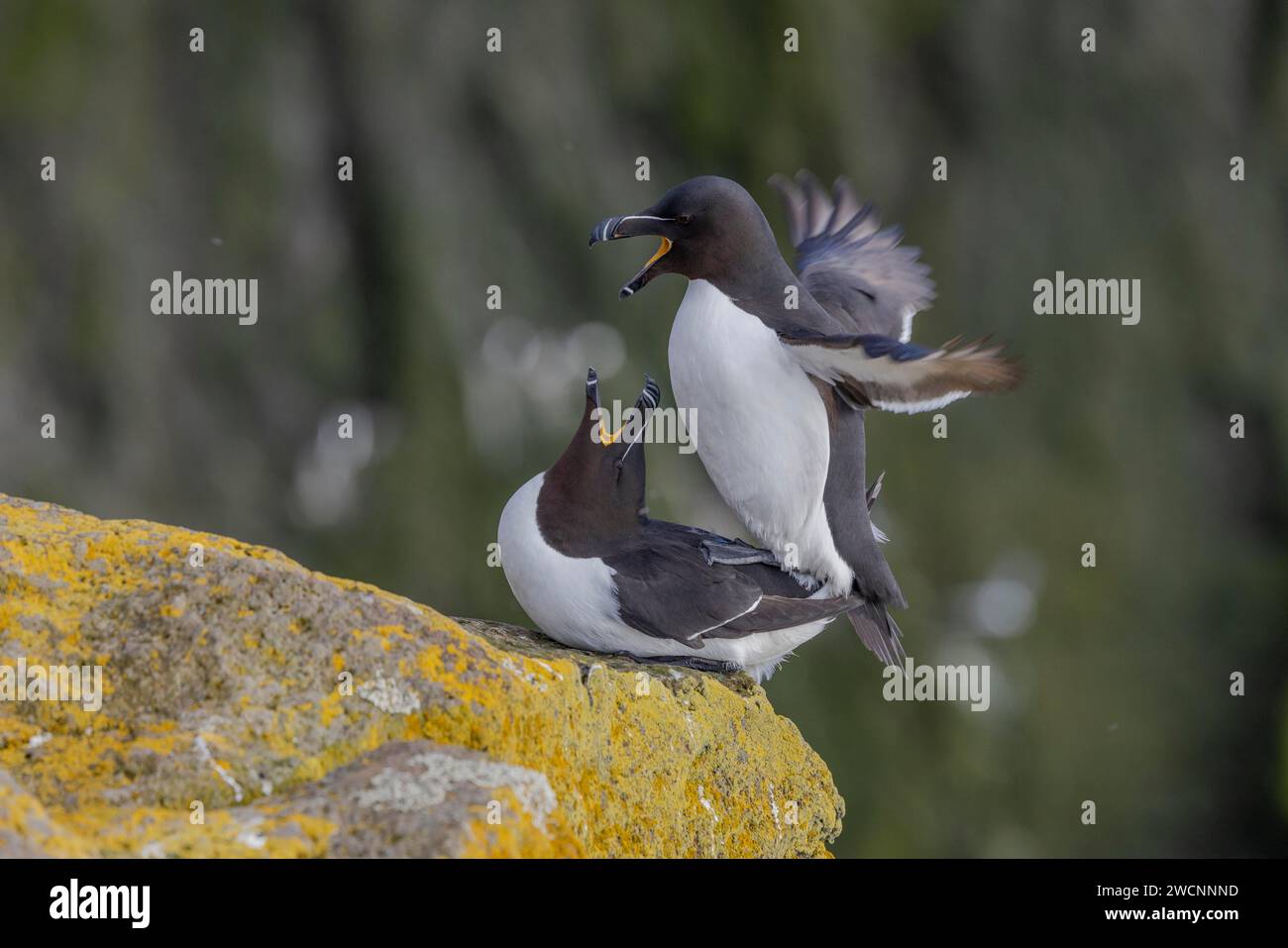 Razorbill (Alca torda), copulation, Latrabjarg, Westfjords, Iceland ...