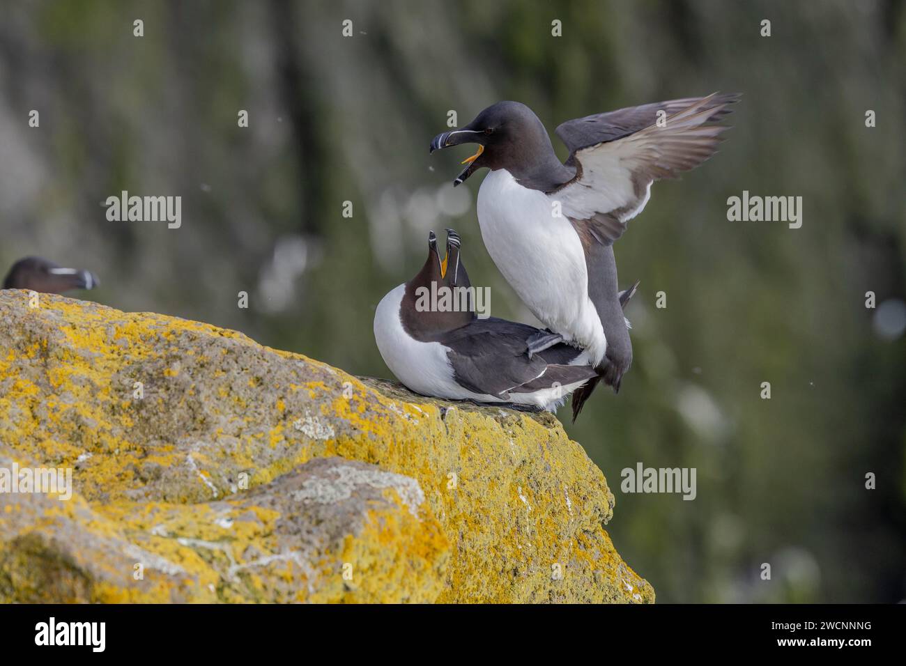 Razorbill (Alca torda), copulation, Latrabjarg, Westfjords, Iceland ...