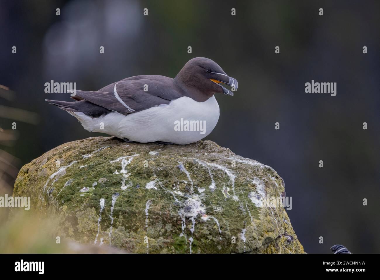 Razorbill (Alca torda), with open beak, Latrabjarg, Westfjords, Iceland ...