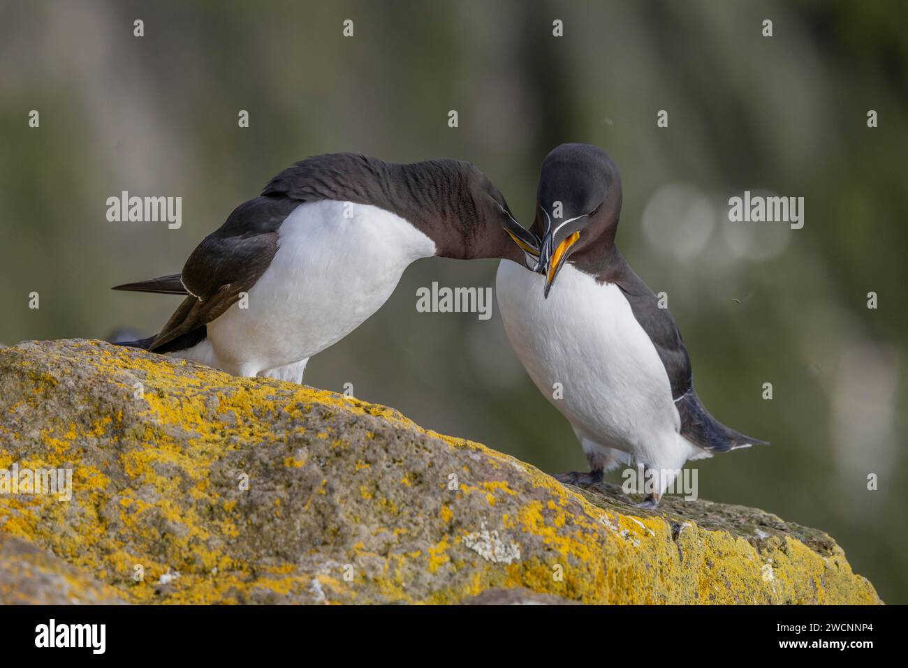 Razorbill (Alca torda), pair interacting with each other, Latrabjarg ...