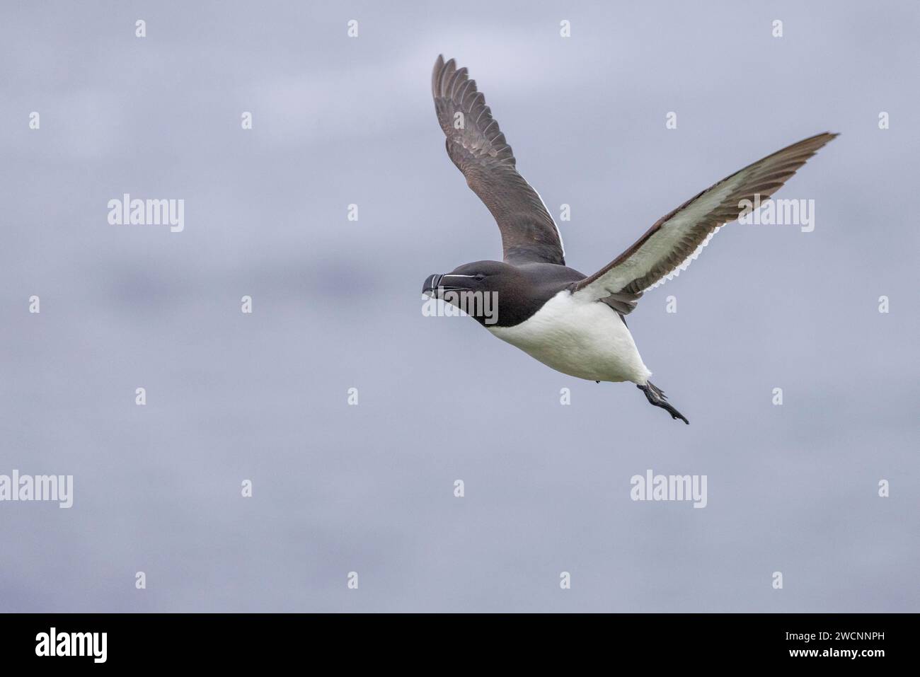 Razorbill (Alca torda), flies, Grimsey Island, Iceland Stock Photo - Alamy