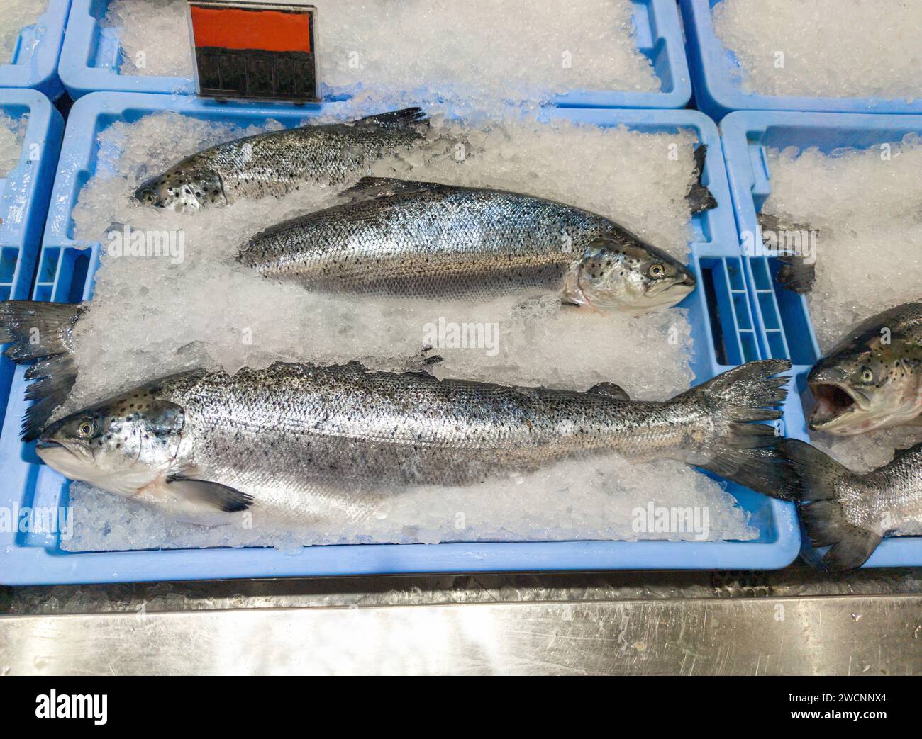 Whole atlantic salmon displayed on the counter of a fishmonger ...