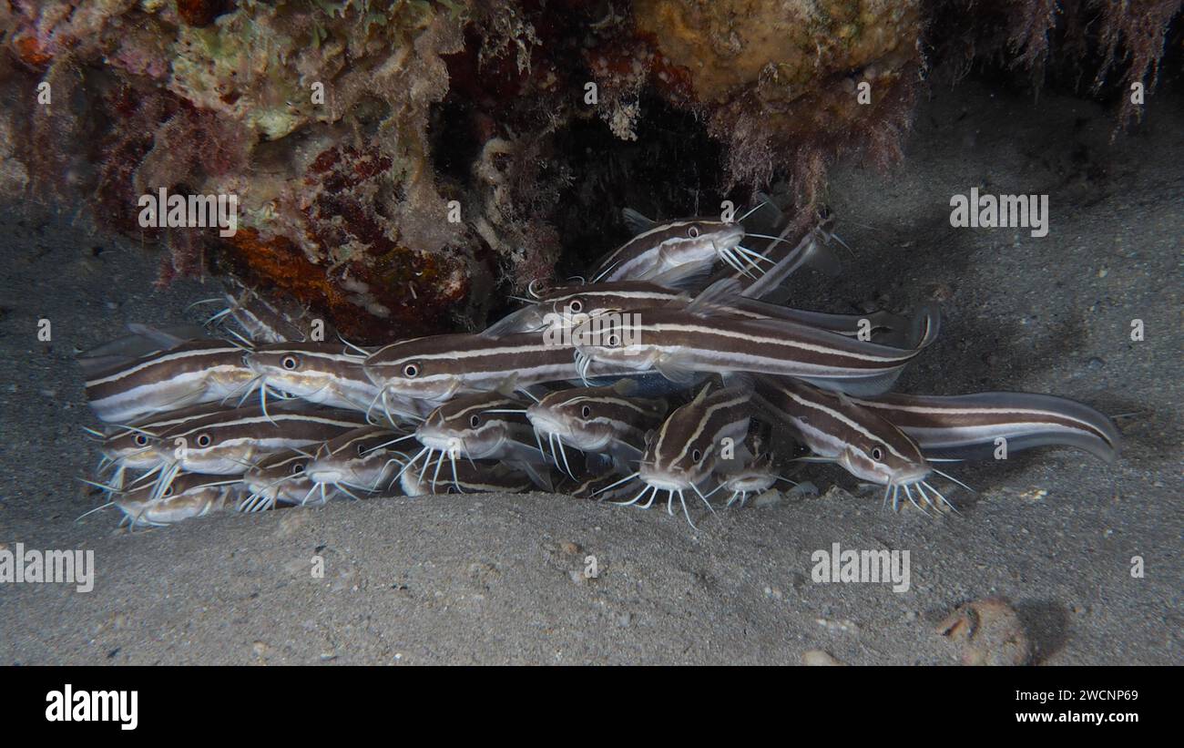 Group, school of fish, school of striped eel catfish (Plotosus lineatus ...