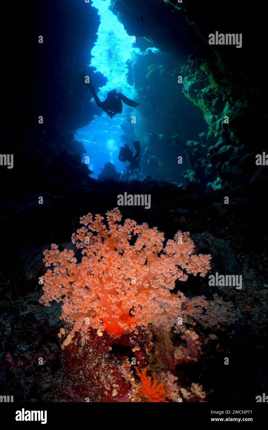 Hemprich's tree coral (Dendronephthya hemprichi) in a cave, diver in ...
