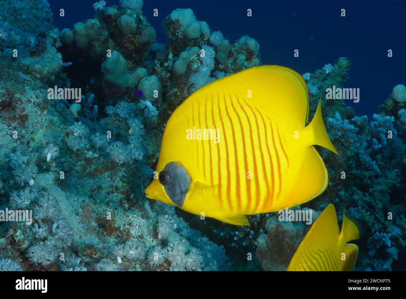 Bluecheek butterflyfish (Chaetodon semilarvatus), dive site Marsa Shona ...